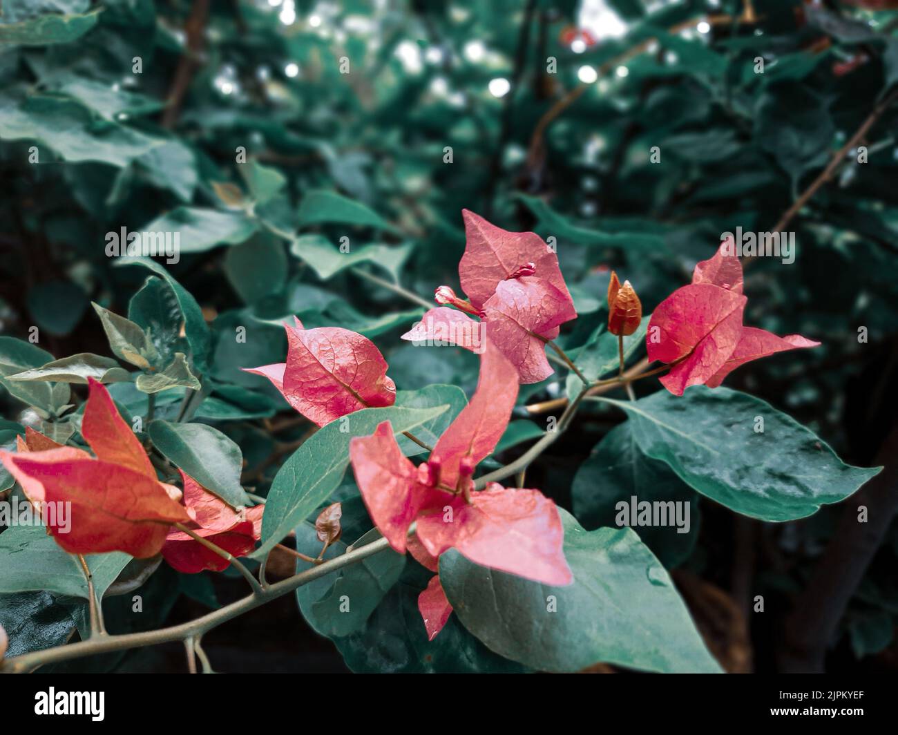 Red bougainvillea spectabilis plant hi-res stock photography and images ...