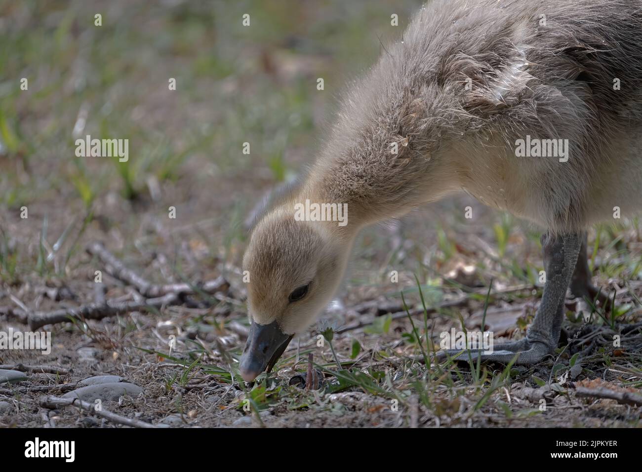 portrait of a closeup of a greylag goose chick Stock Photo - Alamy