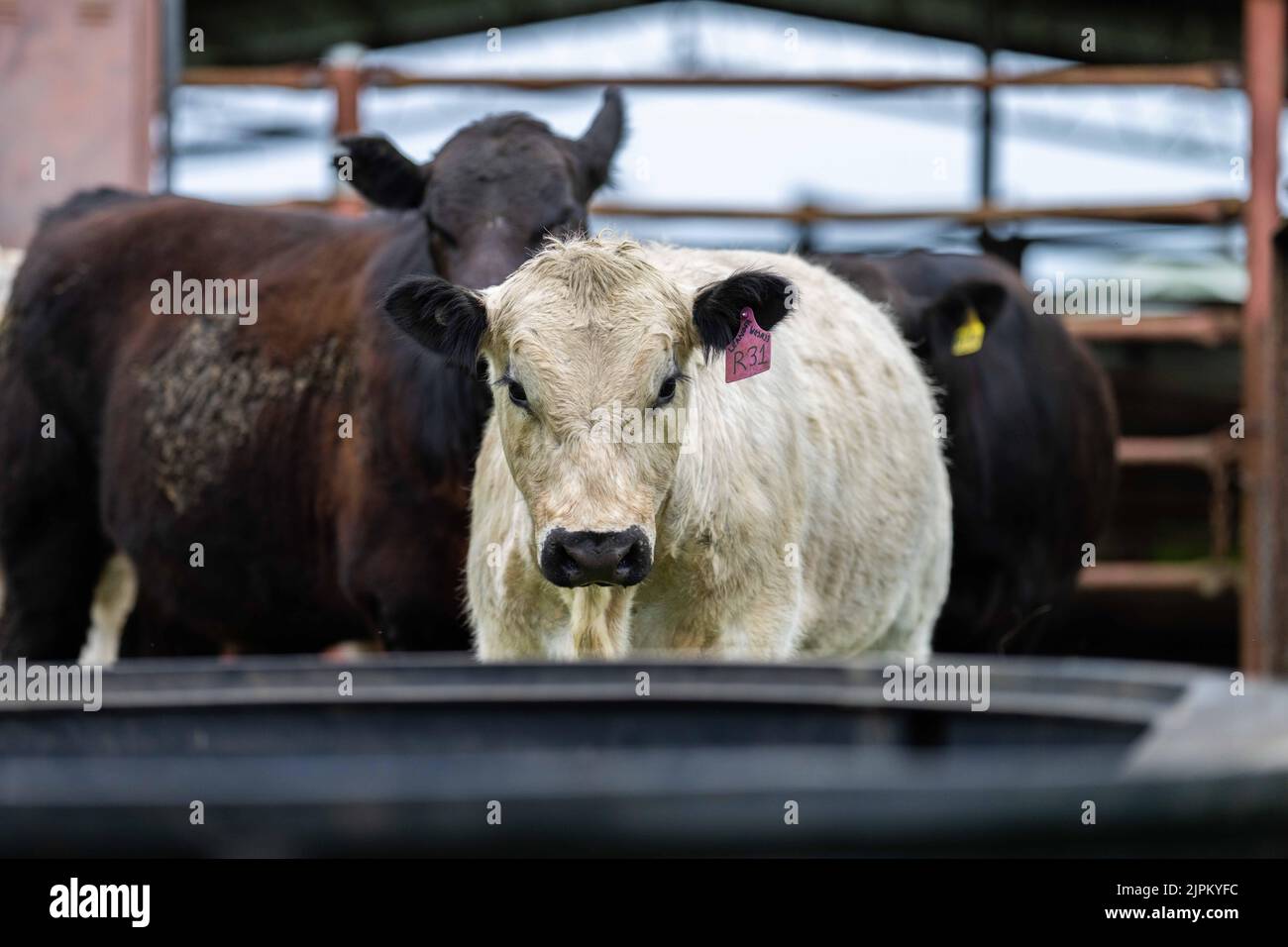 Beef cattle and cows in Australi Stock Photo - Alamy