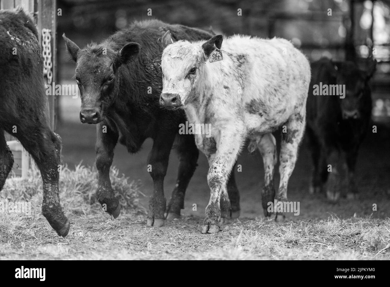 Beef cattle and cows in Australi Stock Photo - Alamy