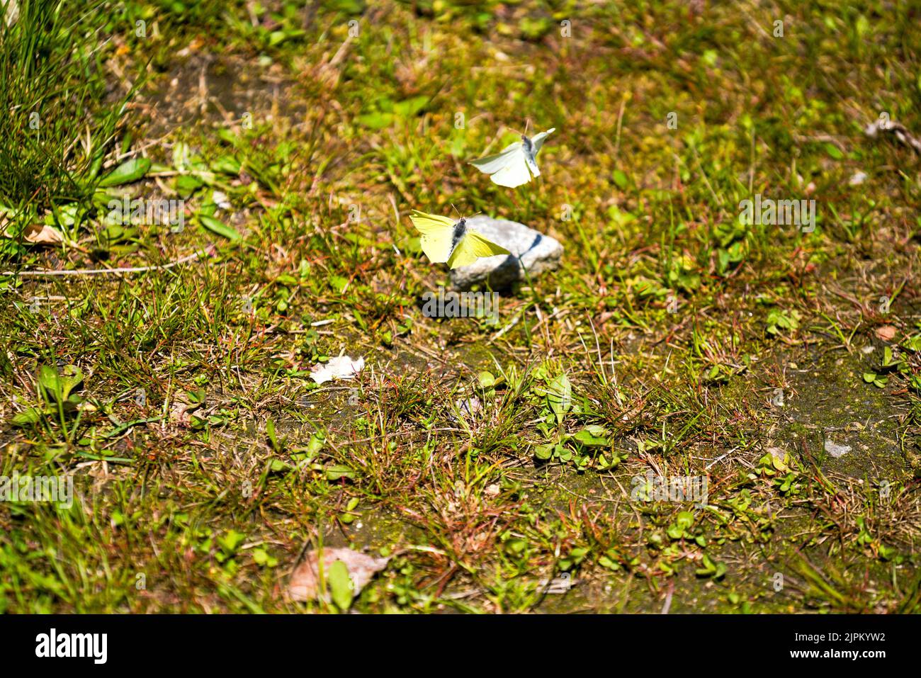Closeup shot brimstone butterfly hi-res stock photography and images ...