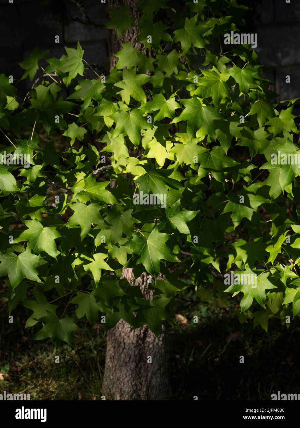 Liquidambar tree in summer, just before turning red in autumn Stock ...