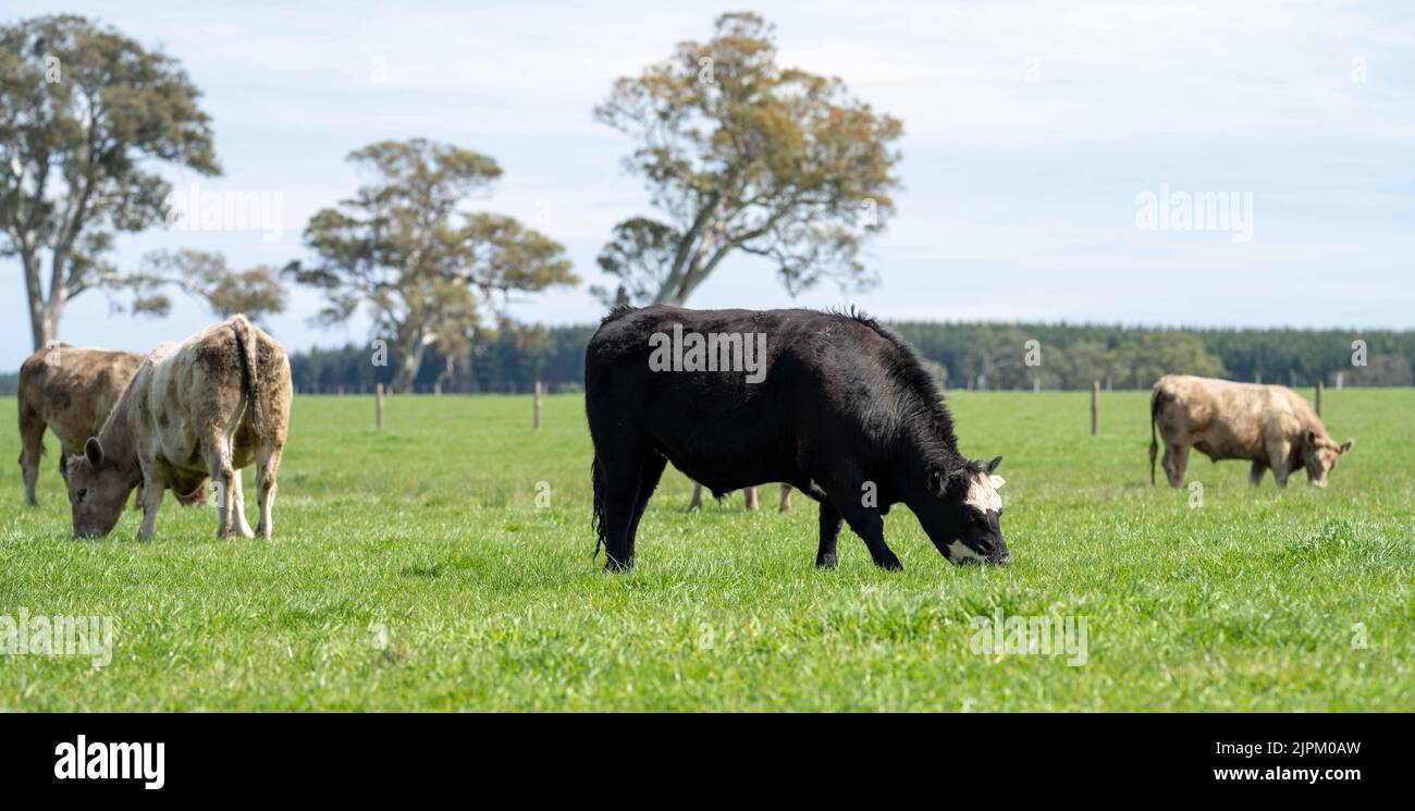 Beef cattle and cows in Australi Stock Photo - Alamy