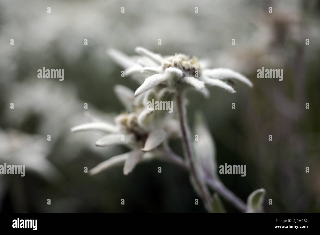 edelweiss alpine star flower in dolomites detail Stock Photo - Alamy