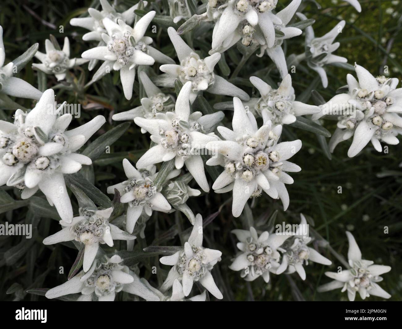 edelweiss alpine star flower in dolomites detail Stock Photo - Alamy