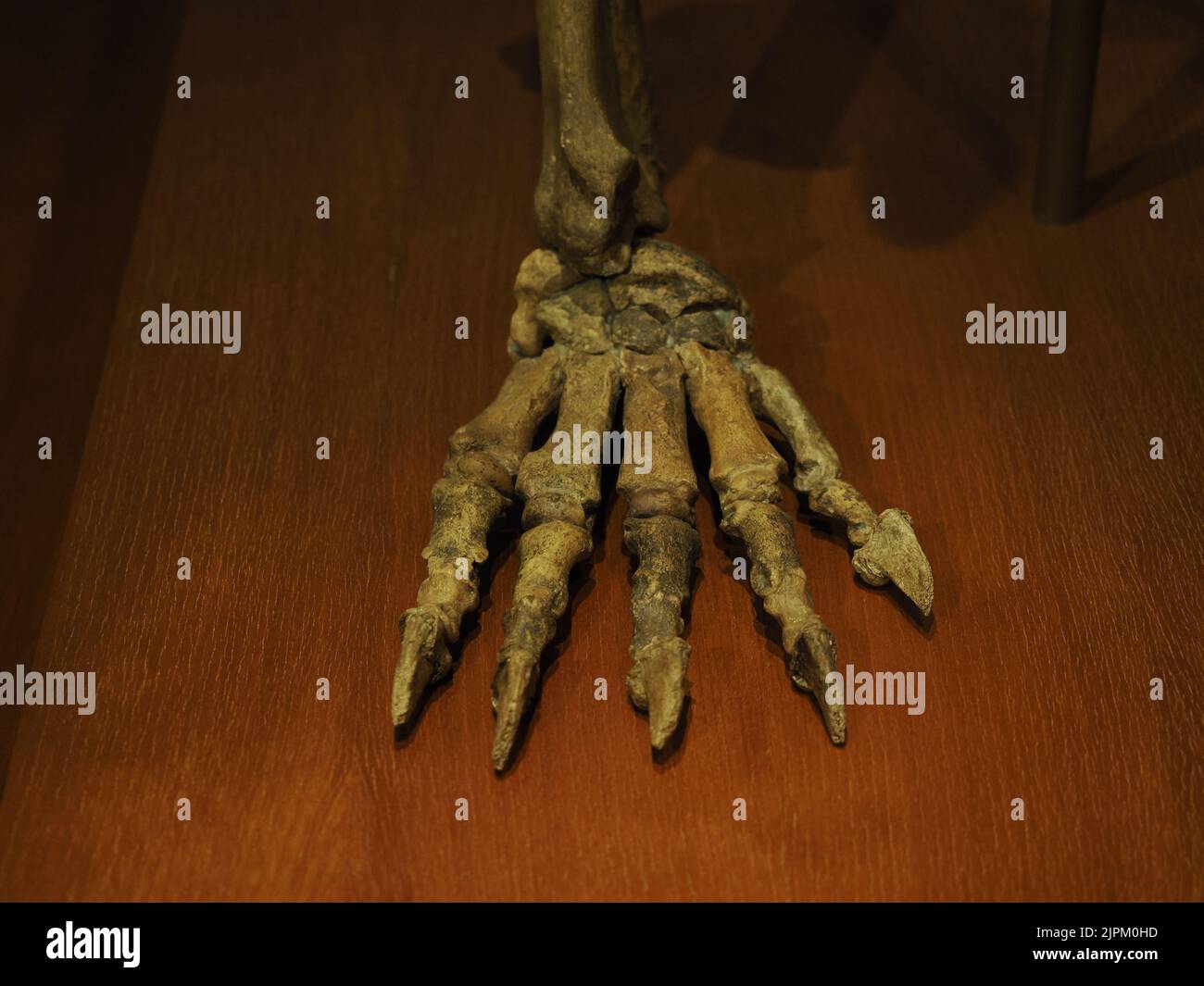 Cave bear remains hi-res stock photography and images - Alamy