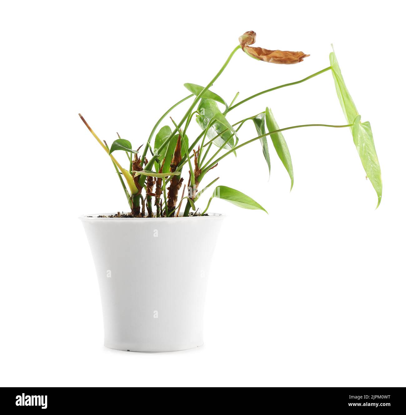 Wilting leaves pot hi-res stock photography and images - Alamy