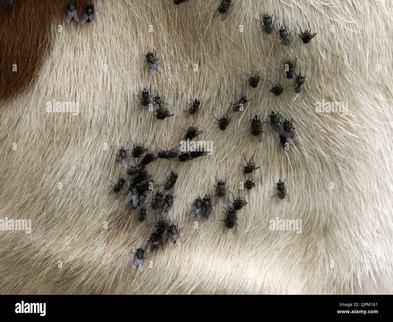 cow with many fly detail Stock Photo - Alamy