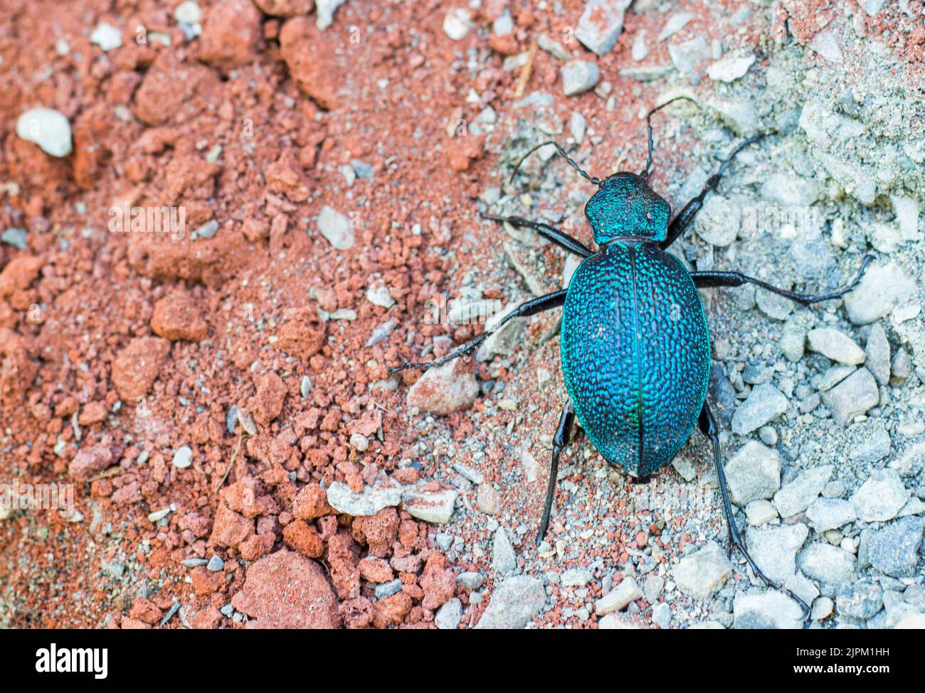 A top view of a Carabus scabrosus tauricus beetle on a dirt gravel ...