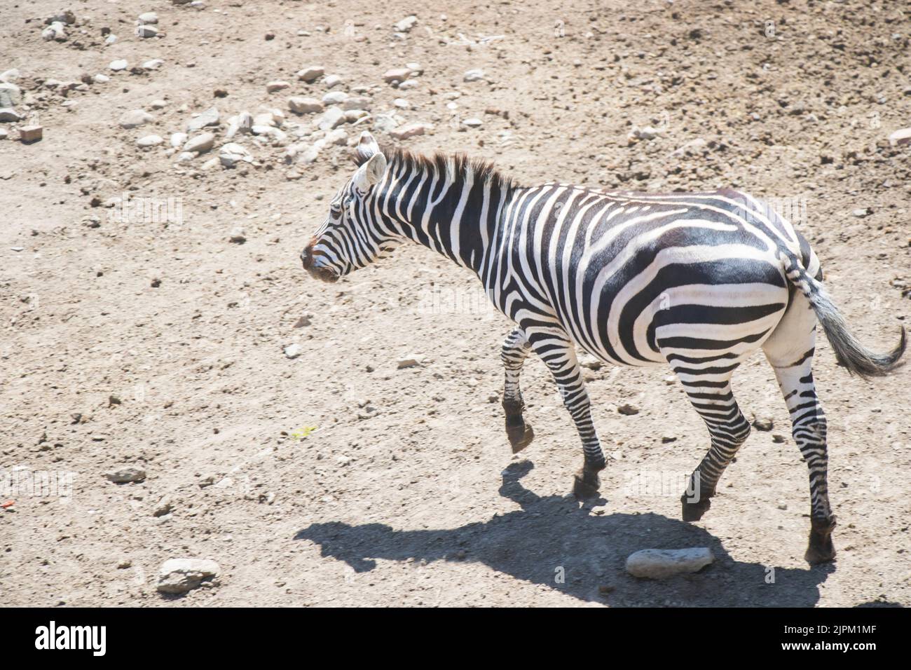 A beautiful shot of a zebra walking in its enclosure in bright sunlight ...