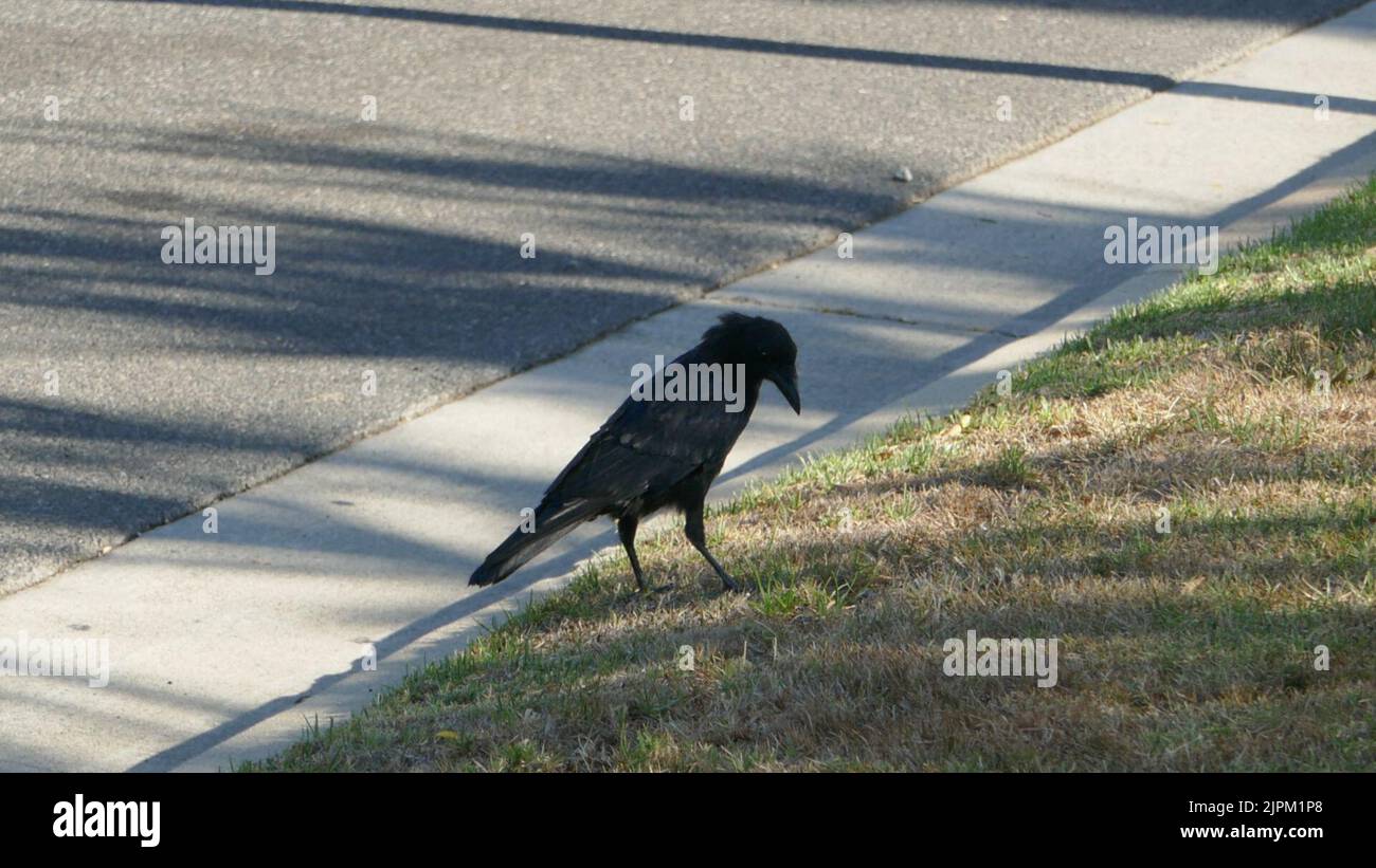 Beverly Hills, California, USA 18th August 2022 A Crow/Raven at Actor ...