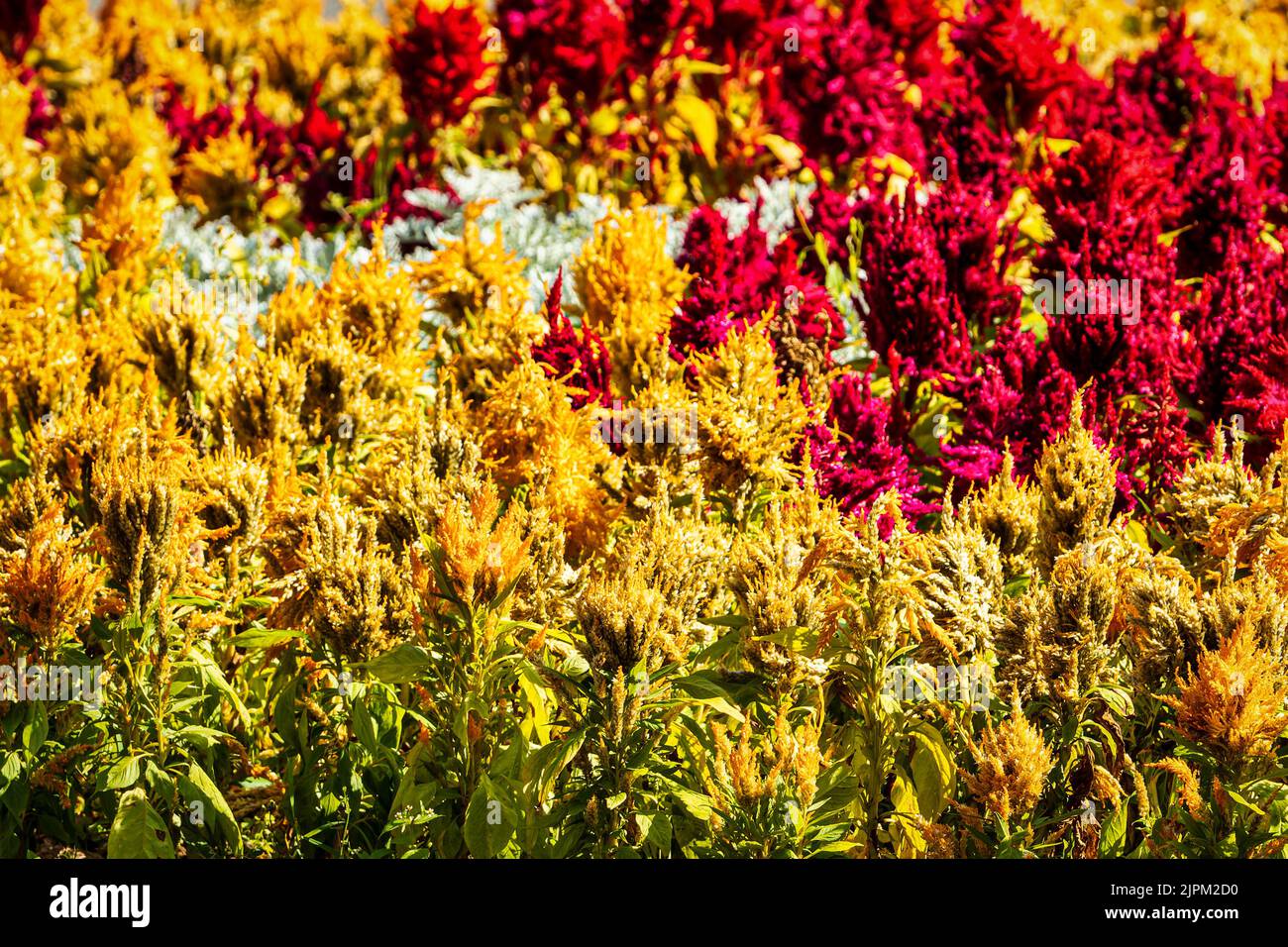 Colorful flower bed with blooming decorative flowers Stock Photo - Alamy
