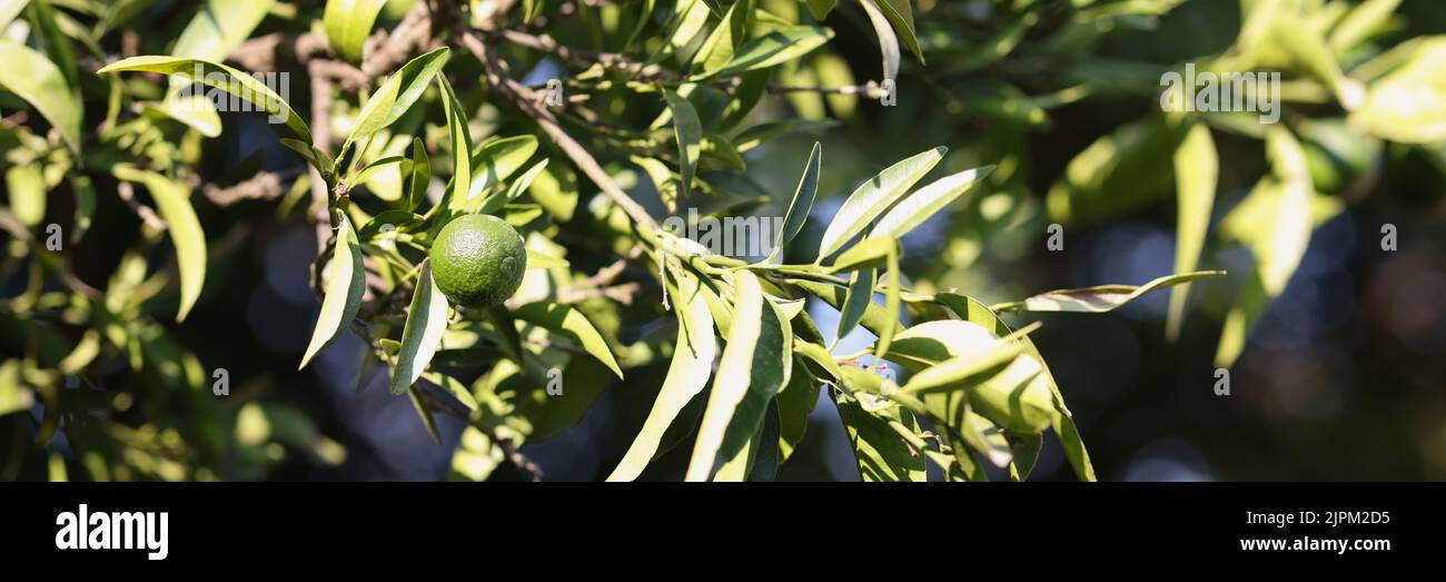 Tangerine on branch hi-res stock photography and images - Alamy