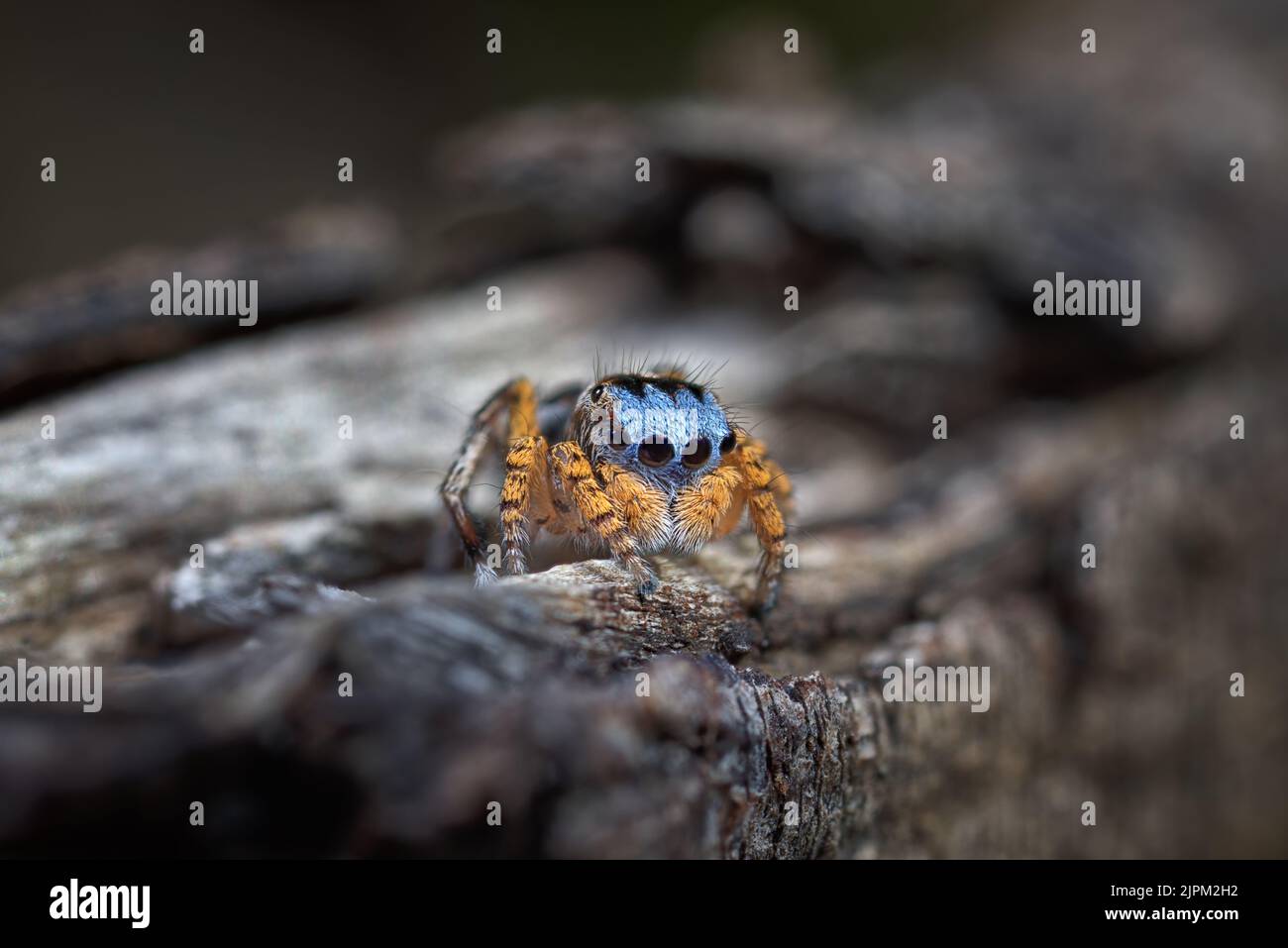 Male Peacock spider, Maratus banyowla, in his breeding colours Stock ...