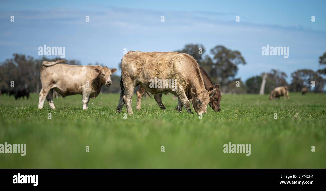 Beef cattle and cows in Australi Stock Photo - Alamy