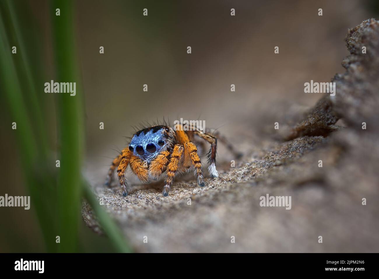 Male Peacock spider, Maratus banyowla, in his breeding colours Stock ...