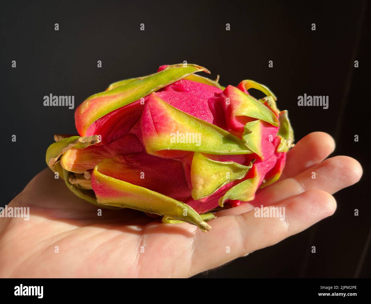 Fresh Dragon Fruit In The Hand Stock Photo - Alamy
