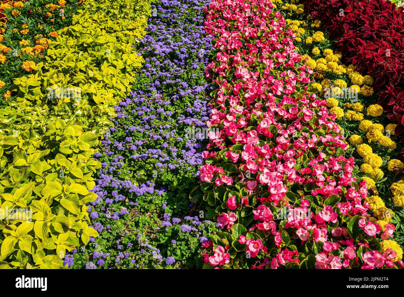 Colorful flower bed with blooming decorative flowers Stock Photo - Alamy