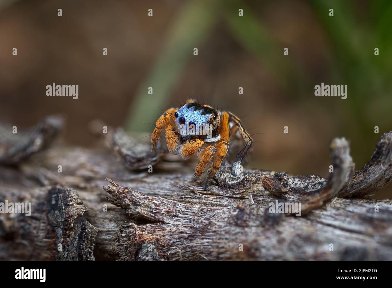 Male Peacock spider, Maratus banyowla, in his breeding colours Stock ...