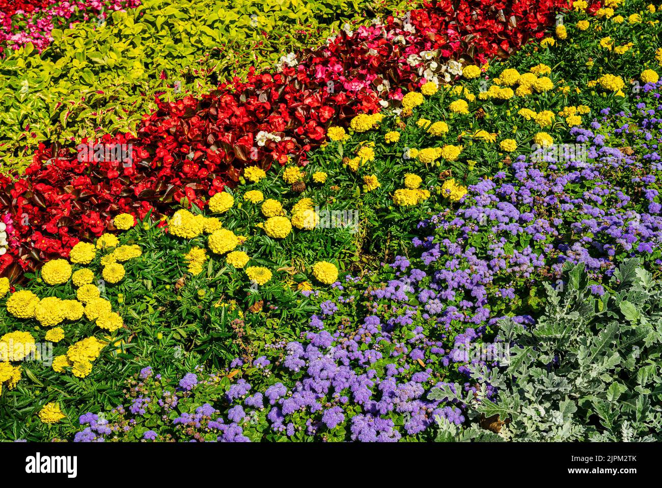 Colorful flower bed with blooming decorative flowers Stock Photo - Alamy