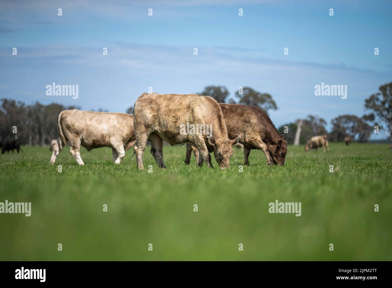 Beef cattle and cows in Australi Stock Photo - Alamy