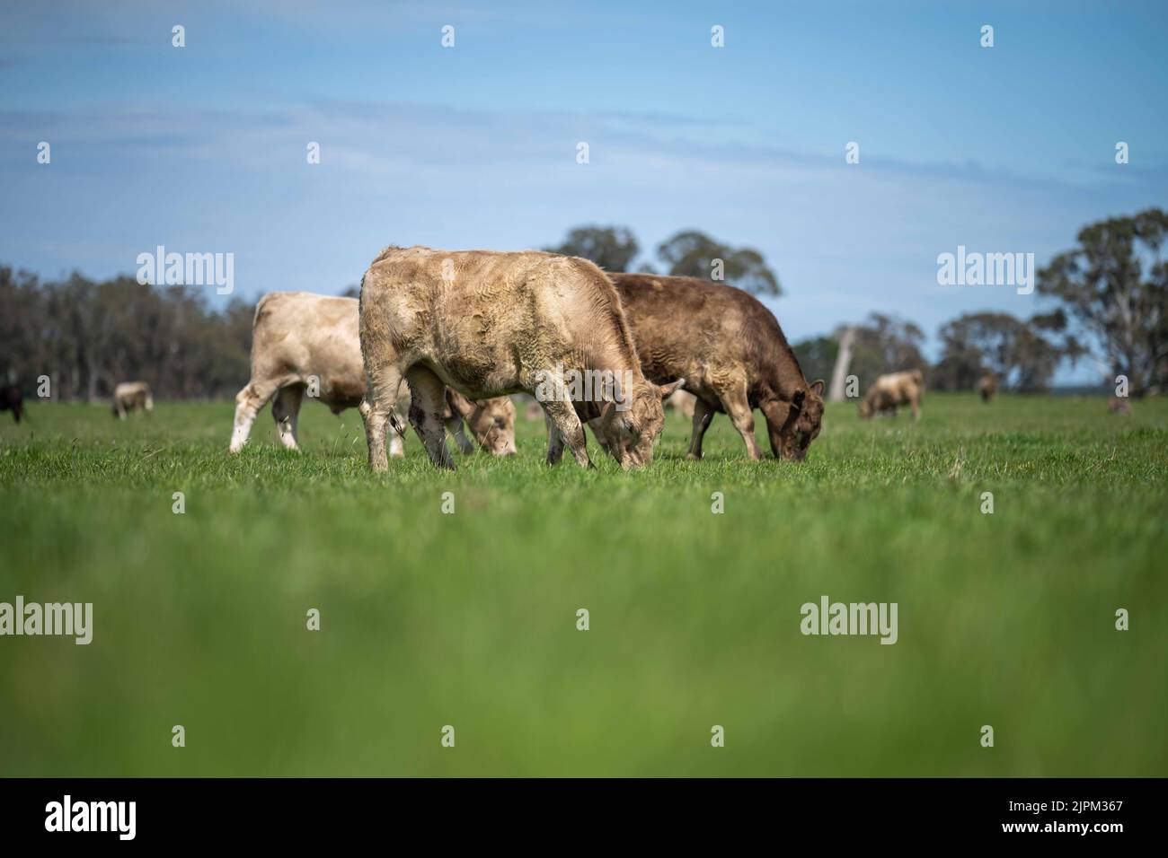 Beef cattle and cows in Australi Stock Photo - Alamy