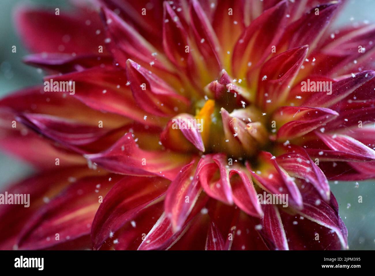Pests, spider mites, on a Dahlia flower Photo: Janerik Henriksson / TT ...