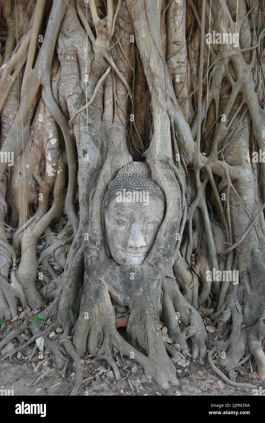 Buddha Head in Tree Roots, Wat Mahathat, Ayutthaya, Thailand Stock ...