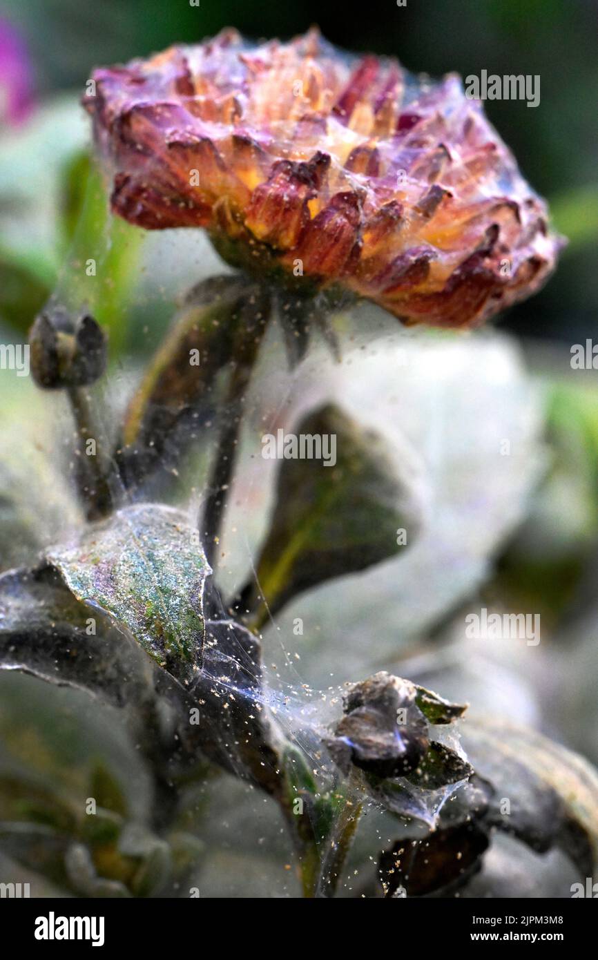 Pests, spider mites, on a Dahlia flower Photo: Janerik Henriksson / TT ...