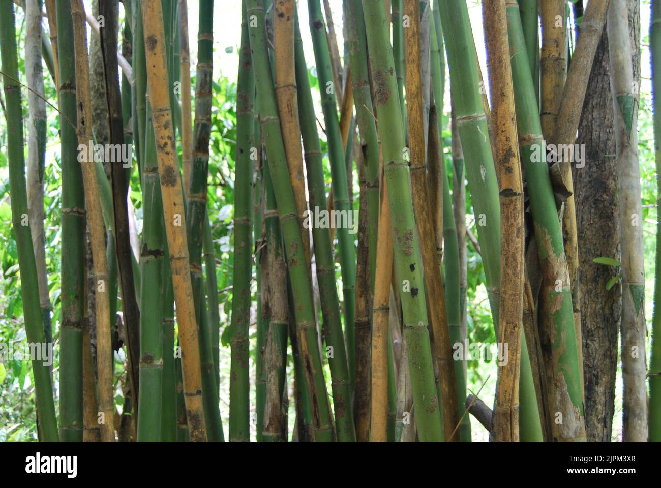 Bamboo stalks from Thailand Stock Photo - Alamy