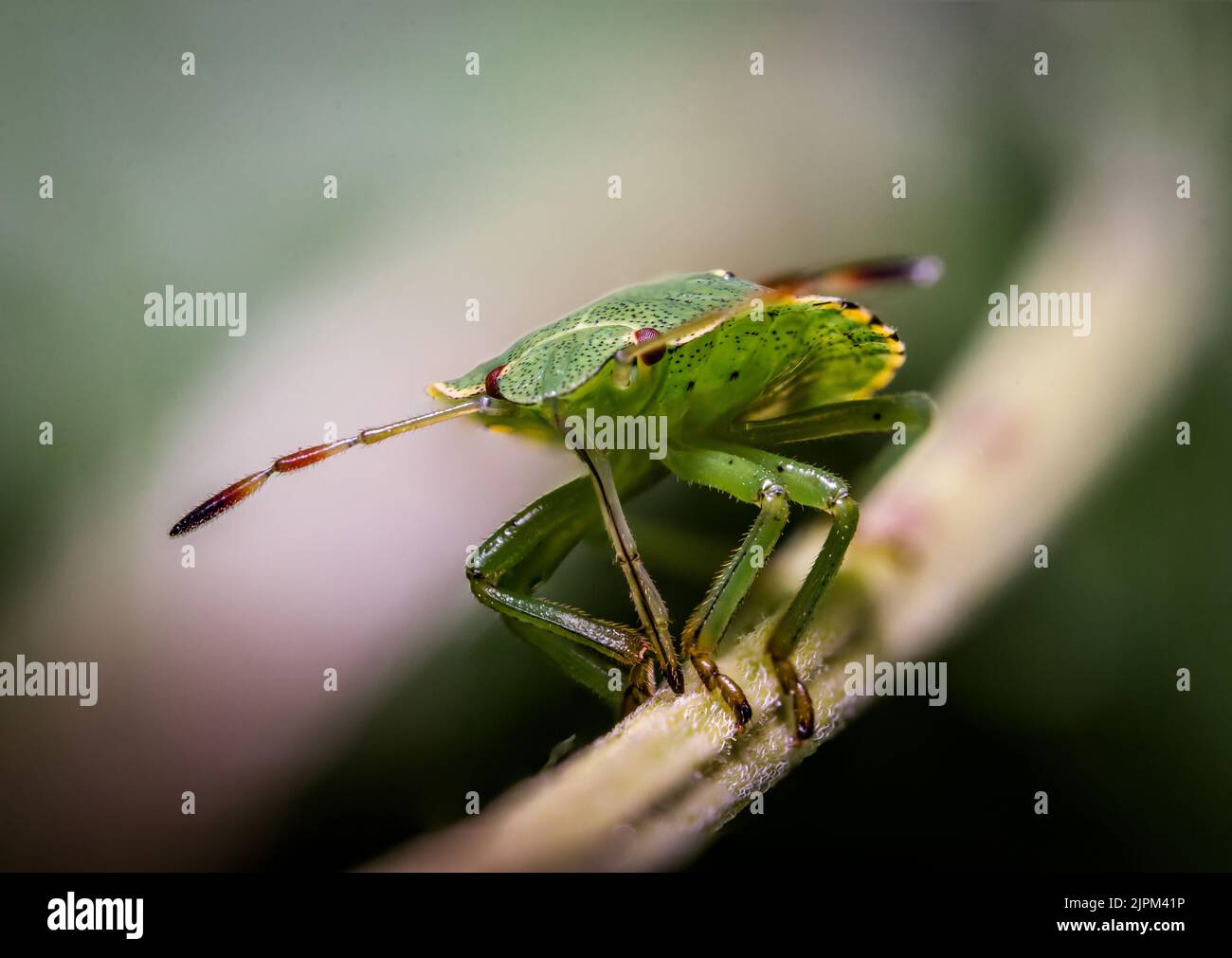 Extreme branch hi-res stock photography and images - Alamy