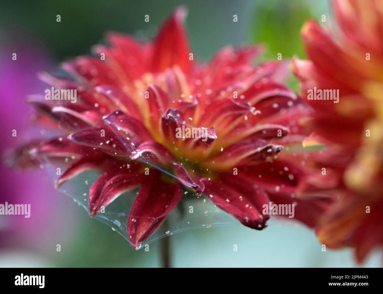 Pests, spider mites, on a Dahlia flower Photo: Janerik Henriksson / TT ...