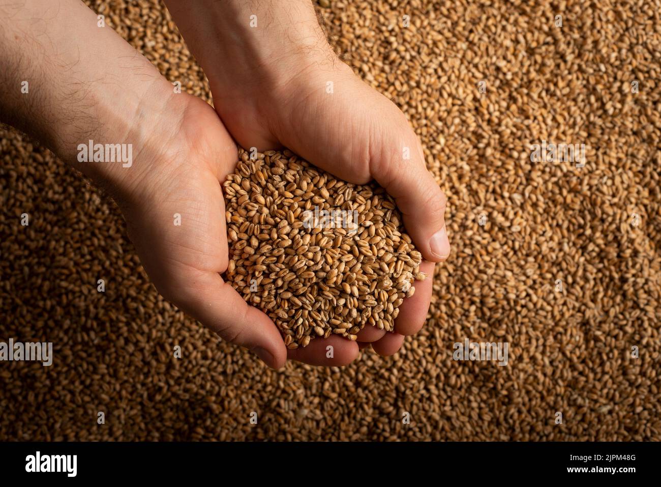 Human caucasian handfuls with wheat kernels over grain background Stock ...