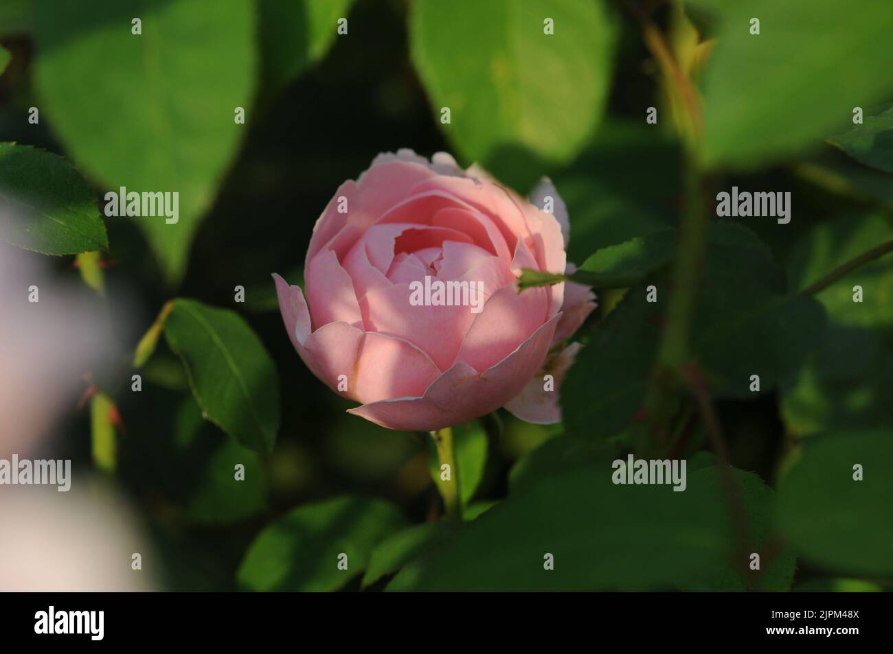 Sharifa Asma Shell Pink Shrub Rose David Austin Stock Photo - Alamy