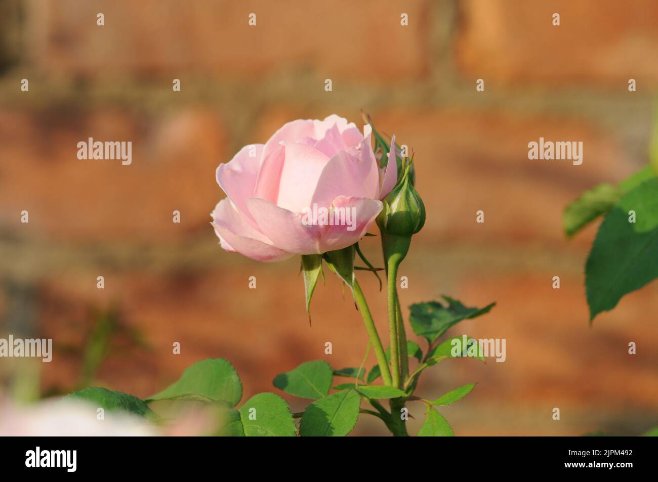 Sharifa Asma Shell Pink Shrub Rose David Austin Stock Photo - Alamy
