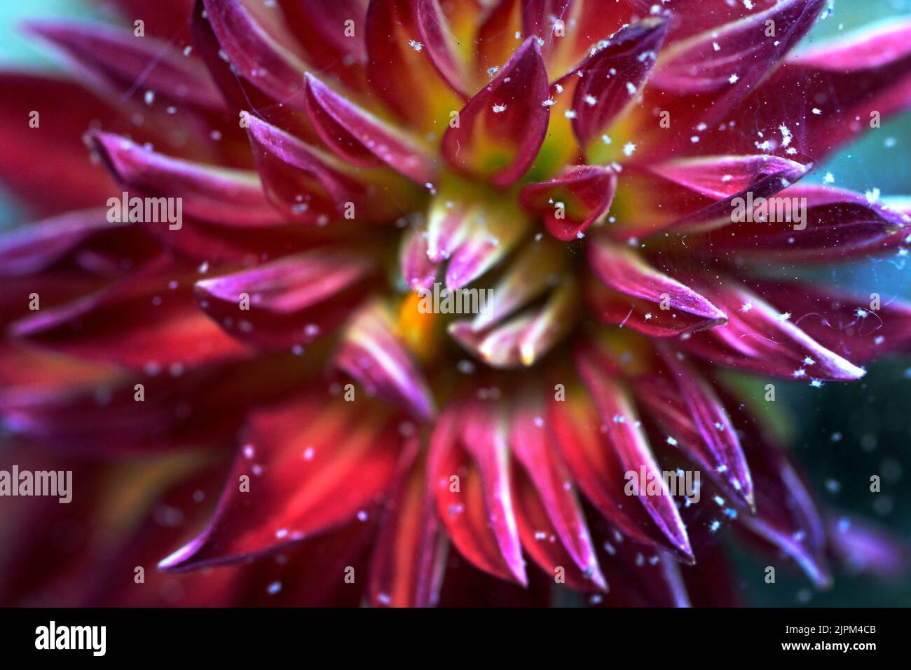Pests, spider mites, on a Dahlia flower Photo: Janerik Henriksson / TT ...