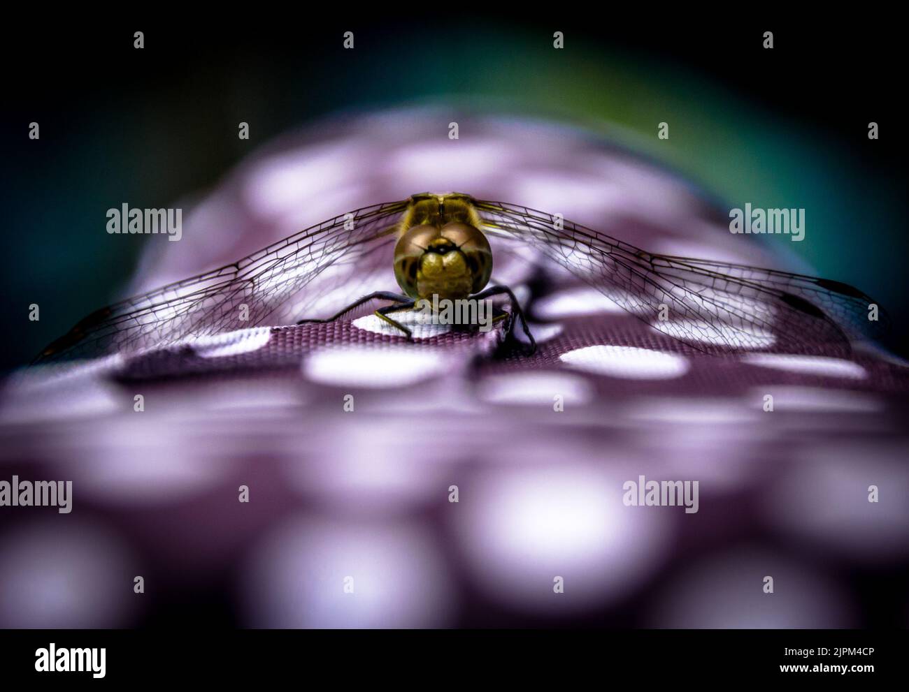 Dragonfly eye close up isolated hi-res stock photography and images - Alamy