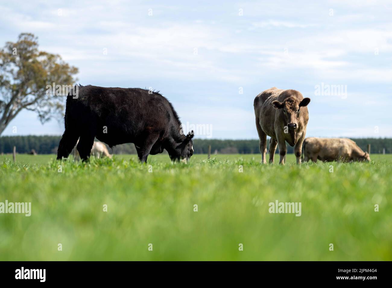 Beef cattle and cows in Australi Stock Photo - Alamy