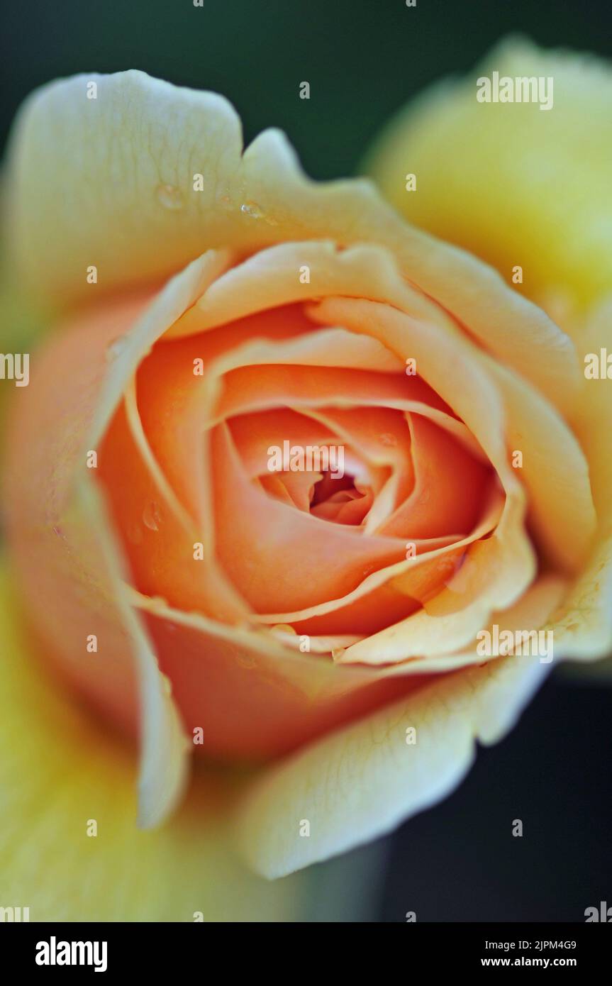 Apricot roses hi-res stock photography and images - Alamy