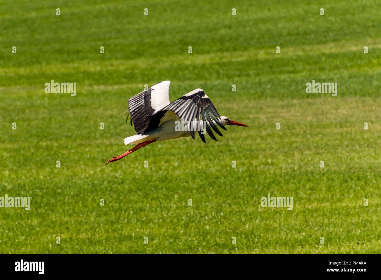 Meadow black stork hi-res stock photography and images - Alamy