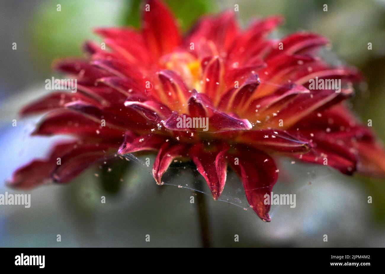 Pests, spider mites, on a Dahlia flower Photo: Janerik Henriksson / TT ...