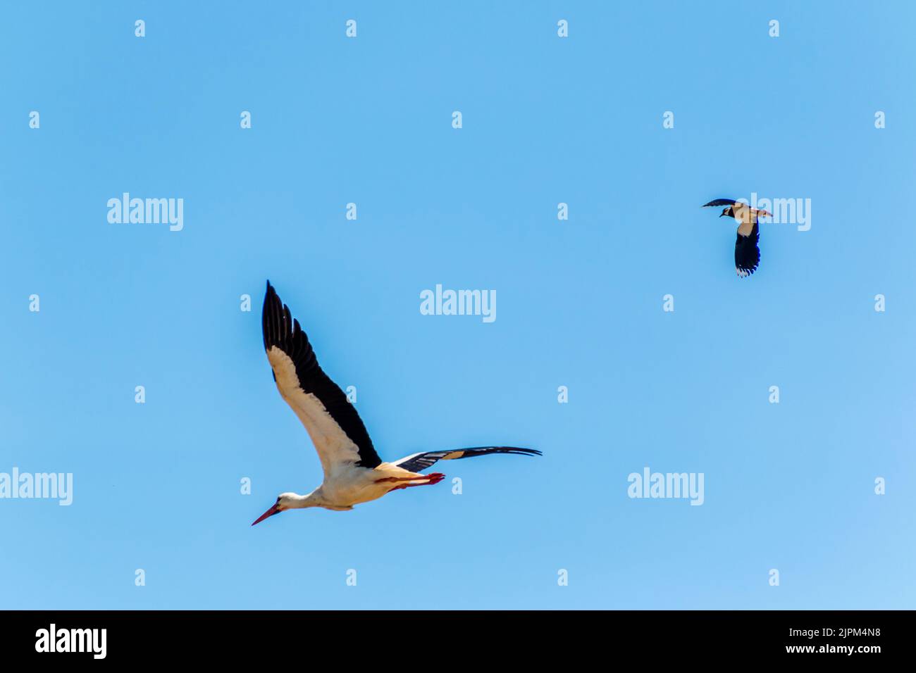White stork flying in blue hi-res stock photography and images - Alamy