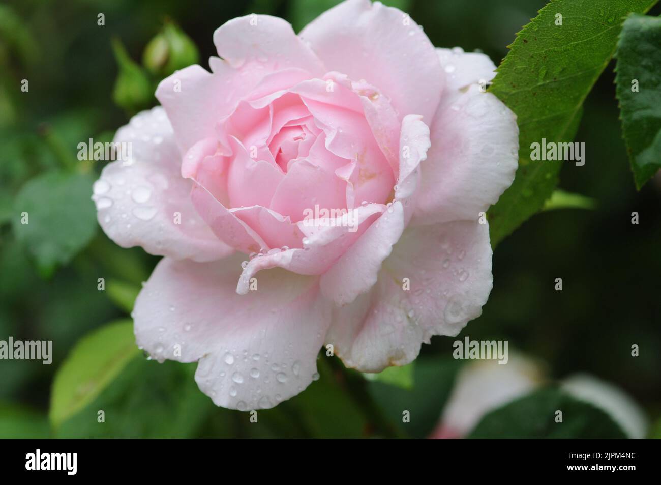 Sharifa Asma Shell Pink Shrub Rose David Austin Stock Photo - Alamy