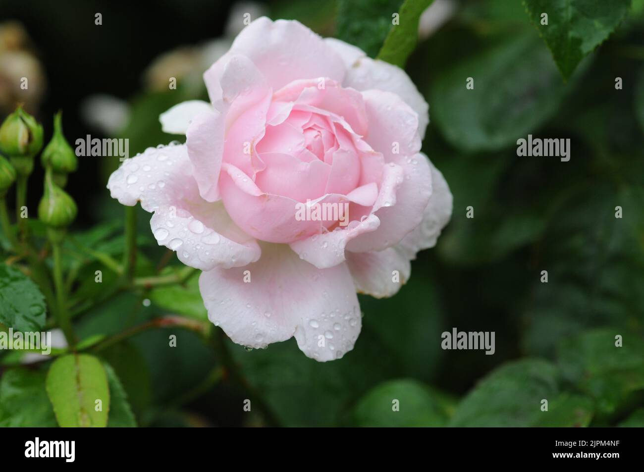 Mulberry scented flowers hi-res stock photography and images - Alamy