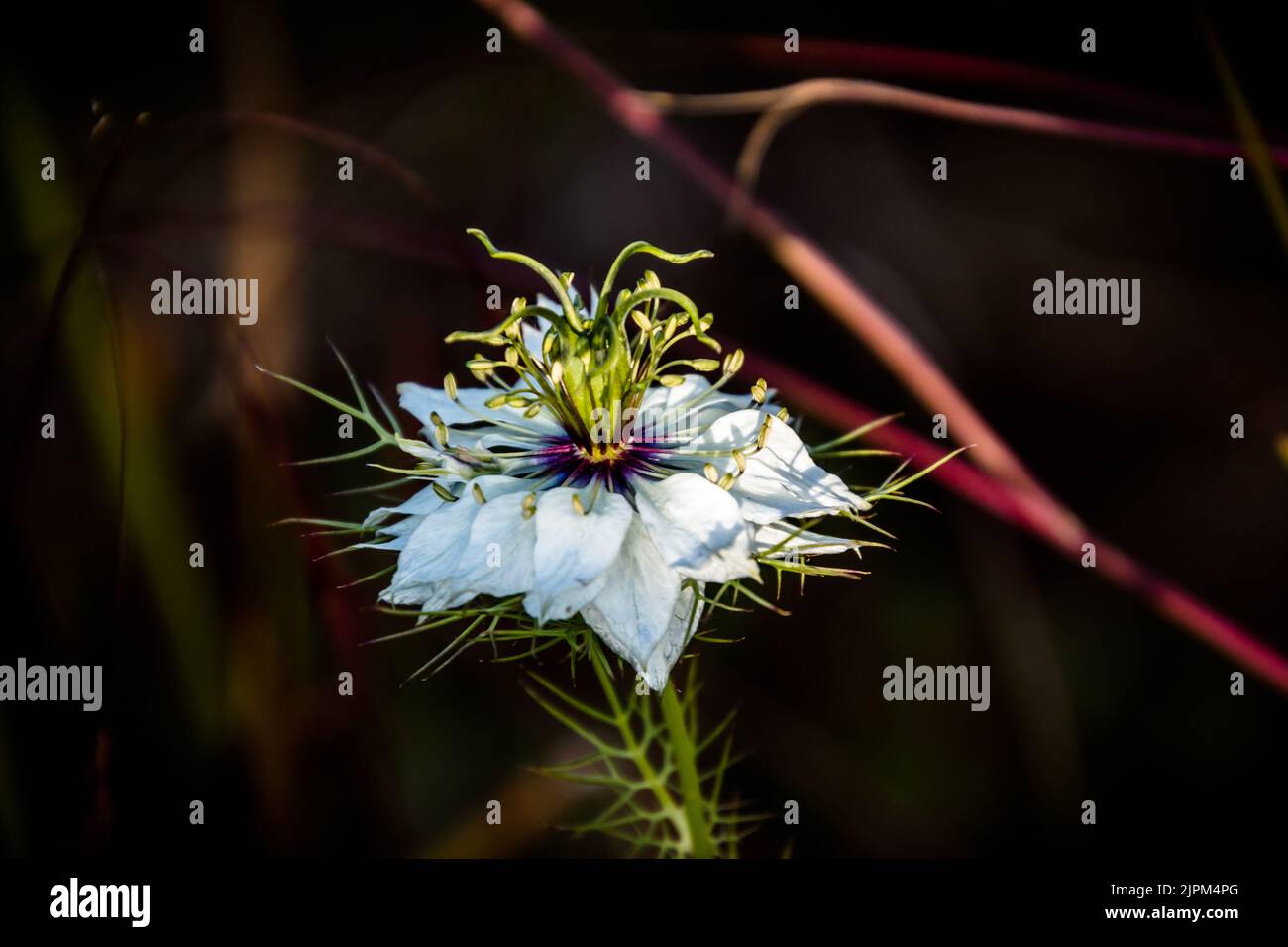 Cumin flower hi-res stock photography and images - Alamy