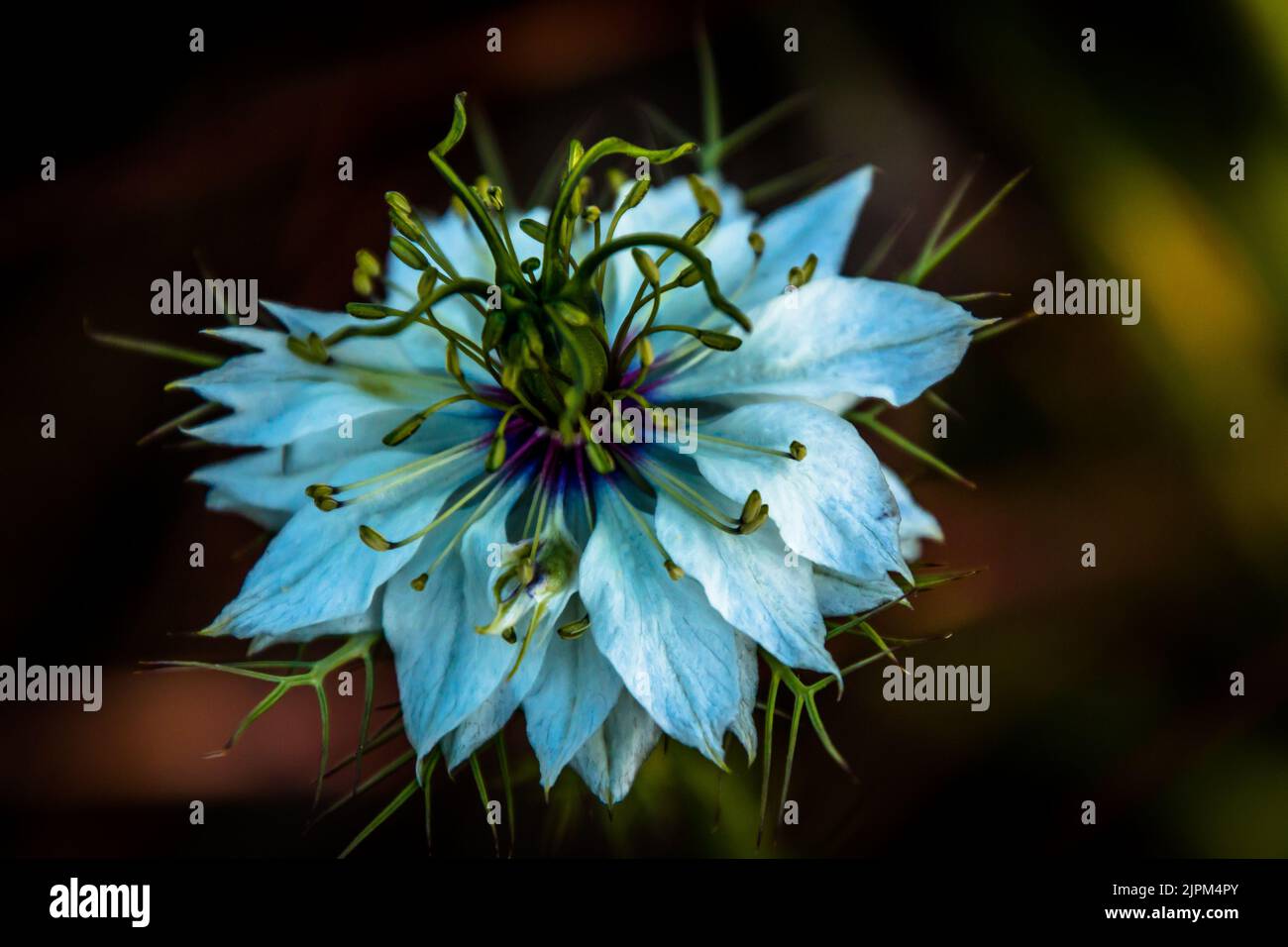 Cumin flower hi-res stock photography and images - Alamy