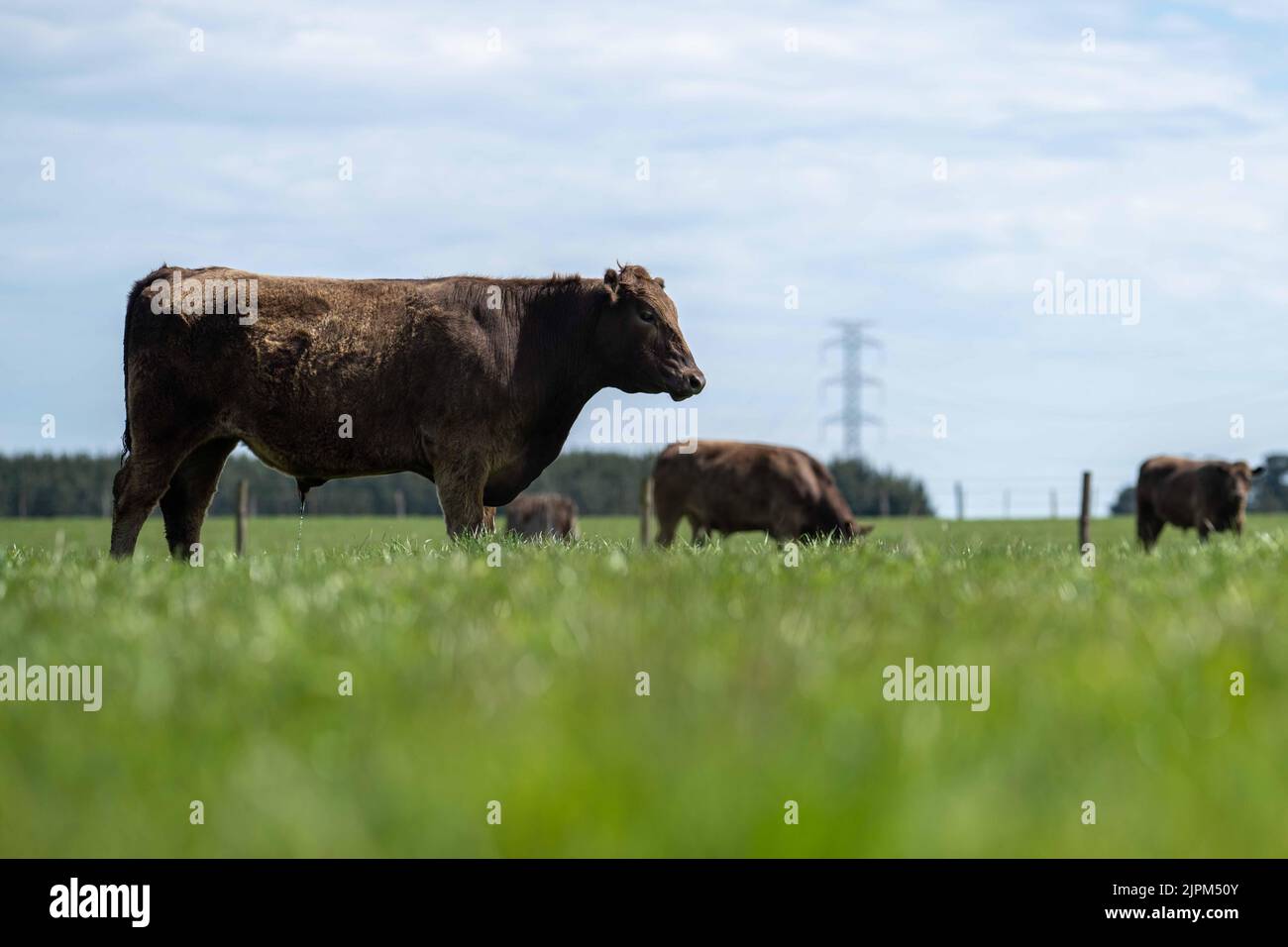 Beef cattle and cows in Australi Stock Photo - Alamy