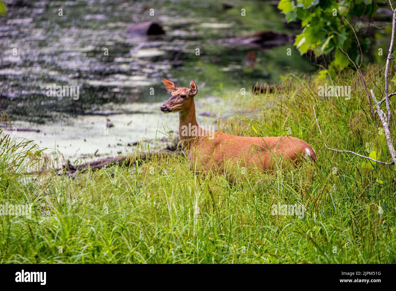 A closeup of a white-tailed deer standing in green grass on a bank of a ...