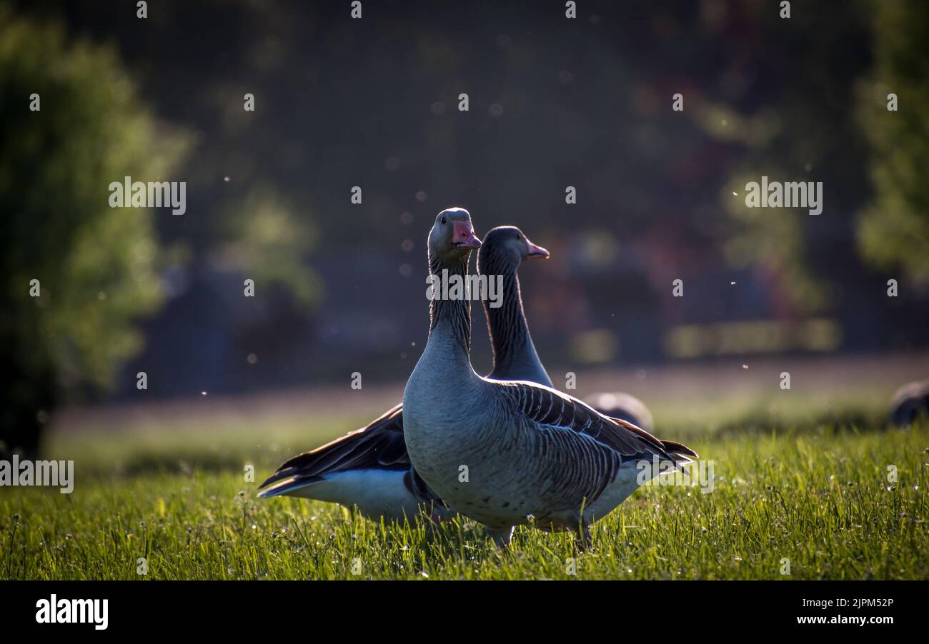 Geese feather hi-res stock photography and images - Alamy