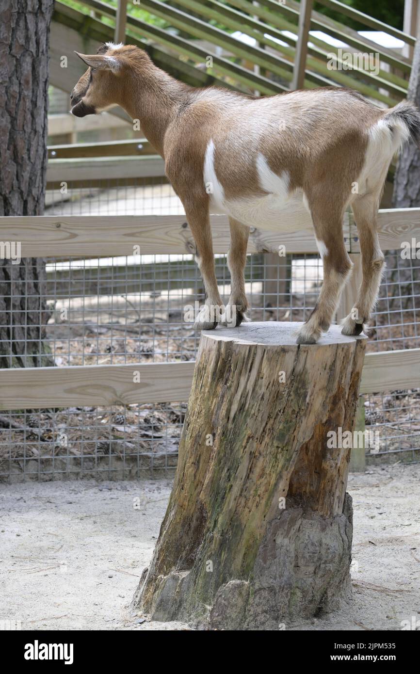 A vertical shot of the goats in the zoo Stock Photo - Alamy
